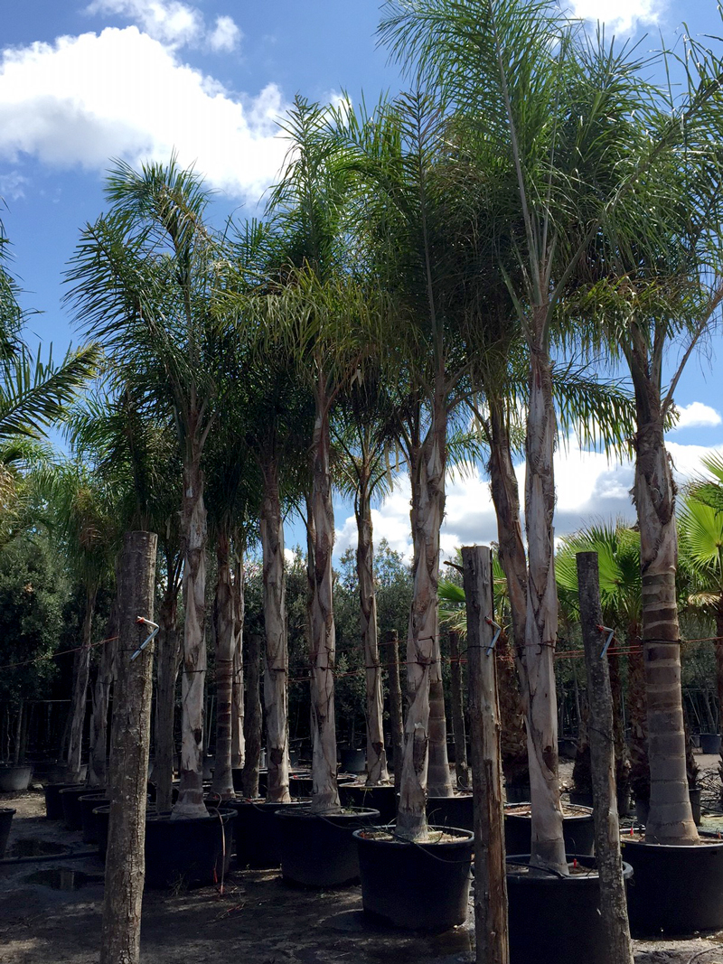 Syagrus - Bo végétal