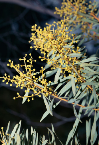 Acacia decora - Bo végétal