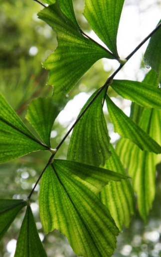 Palmier queue de poisson -Palmier céleri - Bo végétal