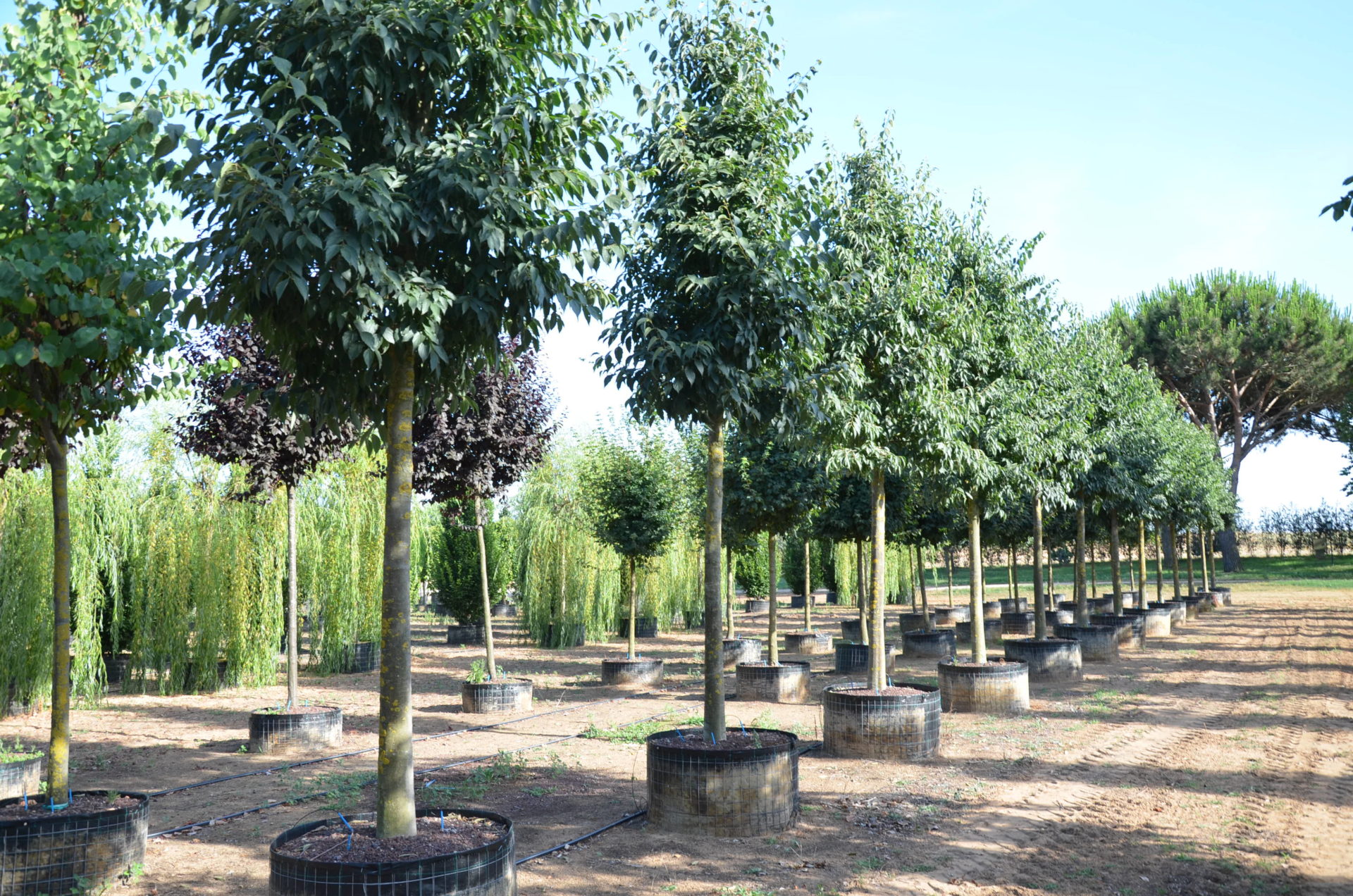 Micocoulier de Provence - Bo végétal