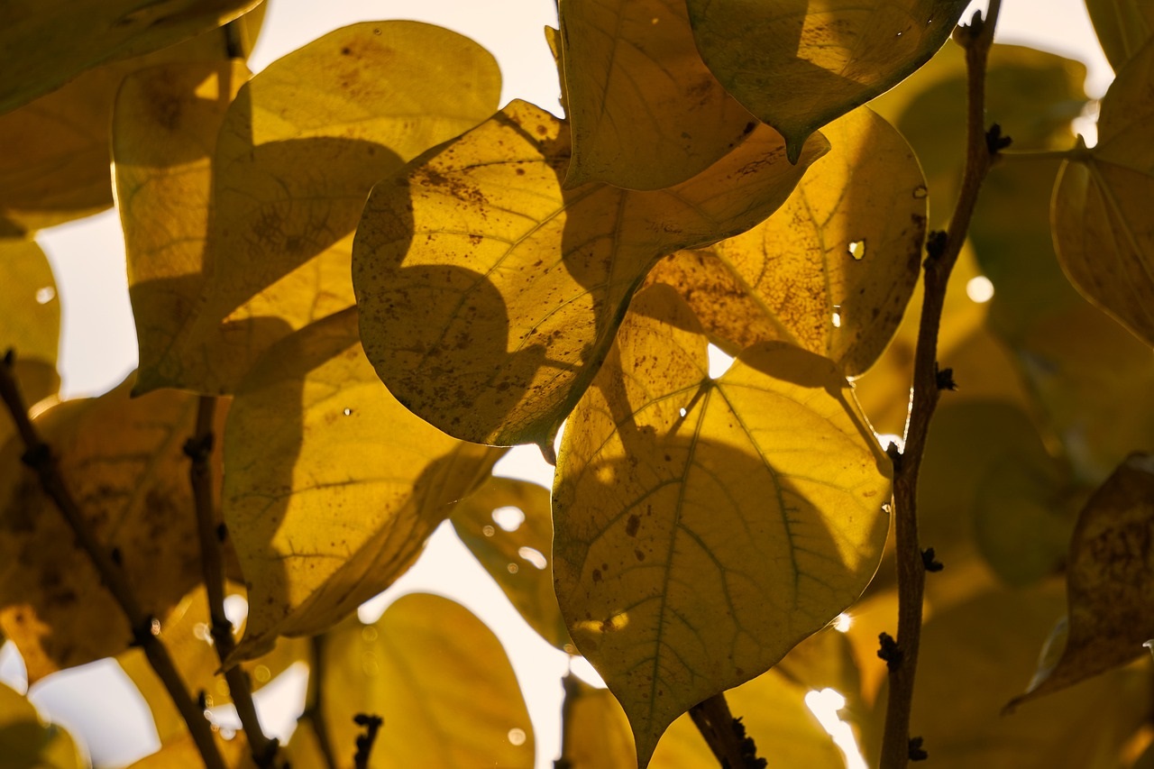 Arbre de Judée - Bo végétal