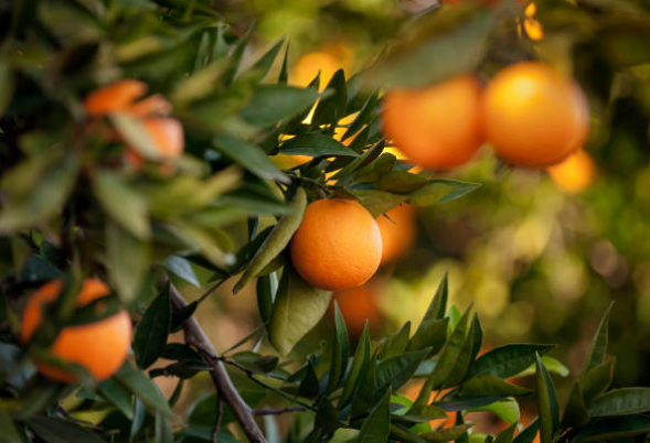 Mandarinier - Bo végétal