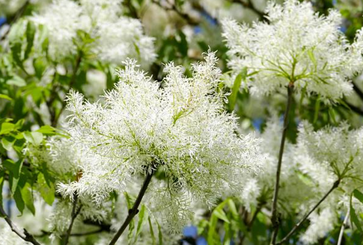 Frêne à fleurs, Frêne à manne - Bo végétal