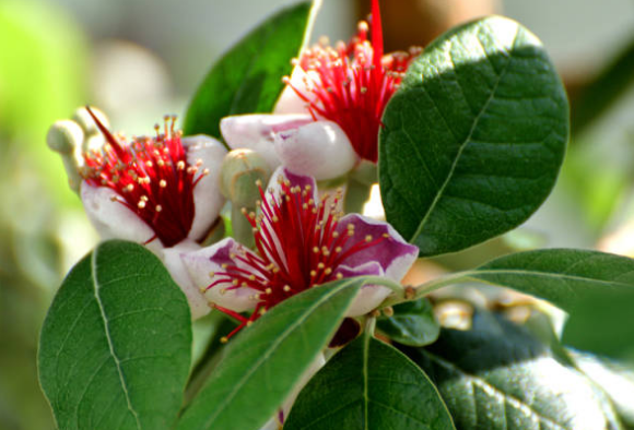Goyavier du Brésil - Bo végétal