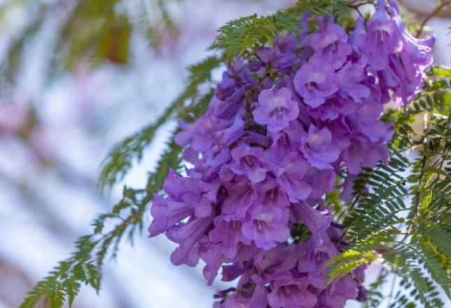 Flamboyant bleu - Bo végétal