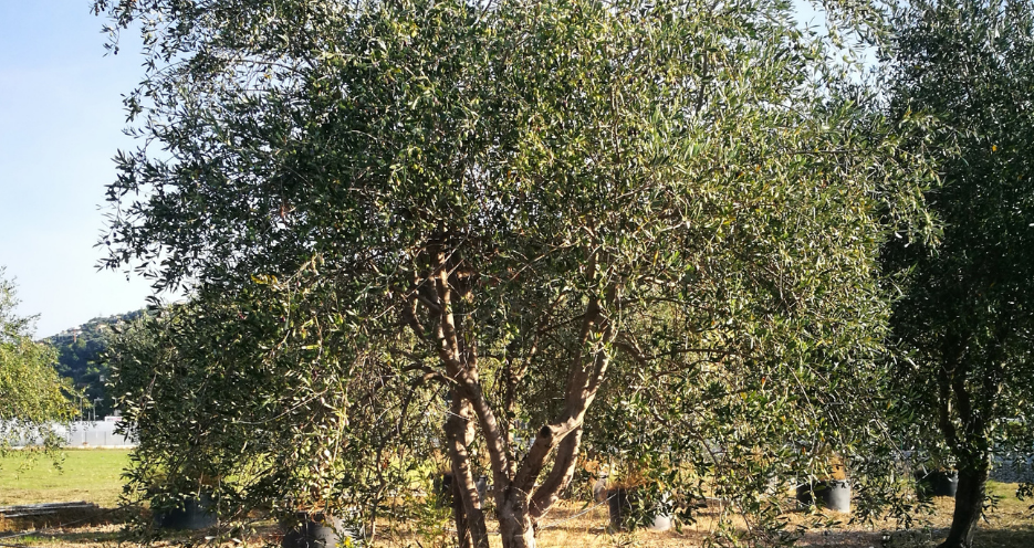 Olivier Cailletier - Olive de Nice - Bo végétal