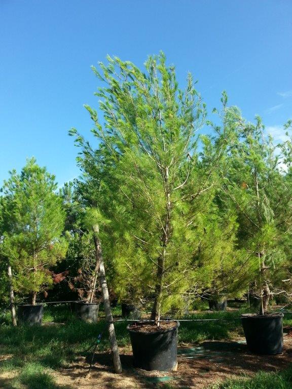 Pin d'Alep - Bo végétal