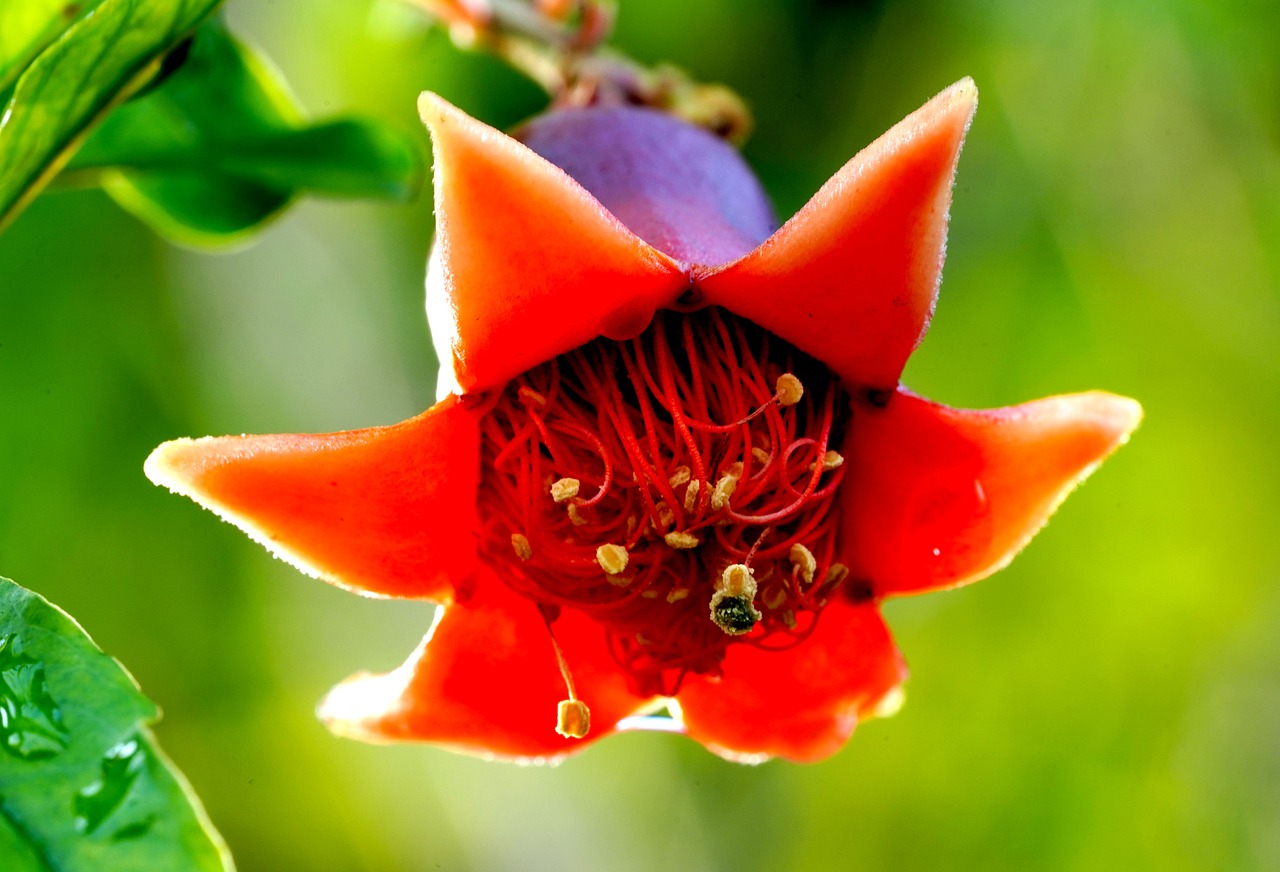 Grenadier - Bo végétal