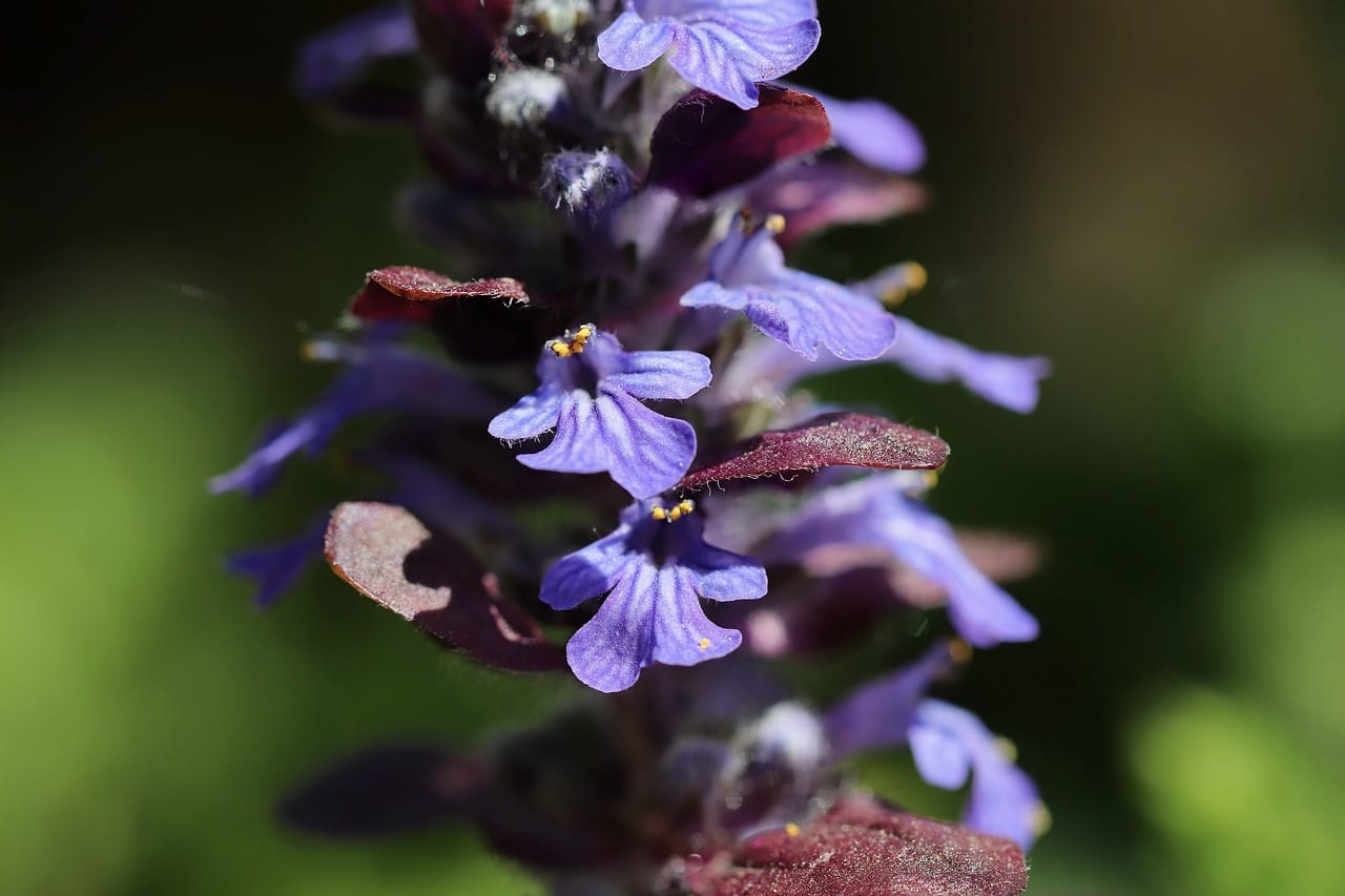 Bugle rampante - Bo végétal