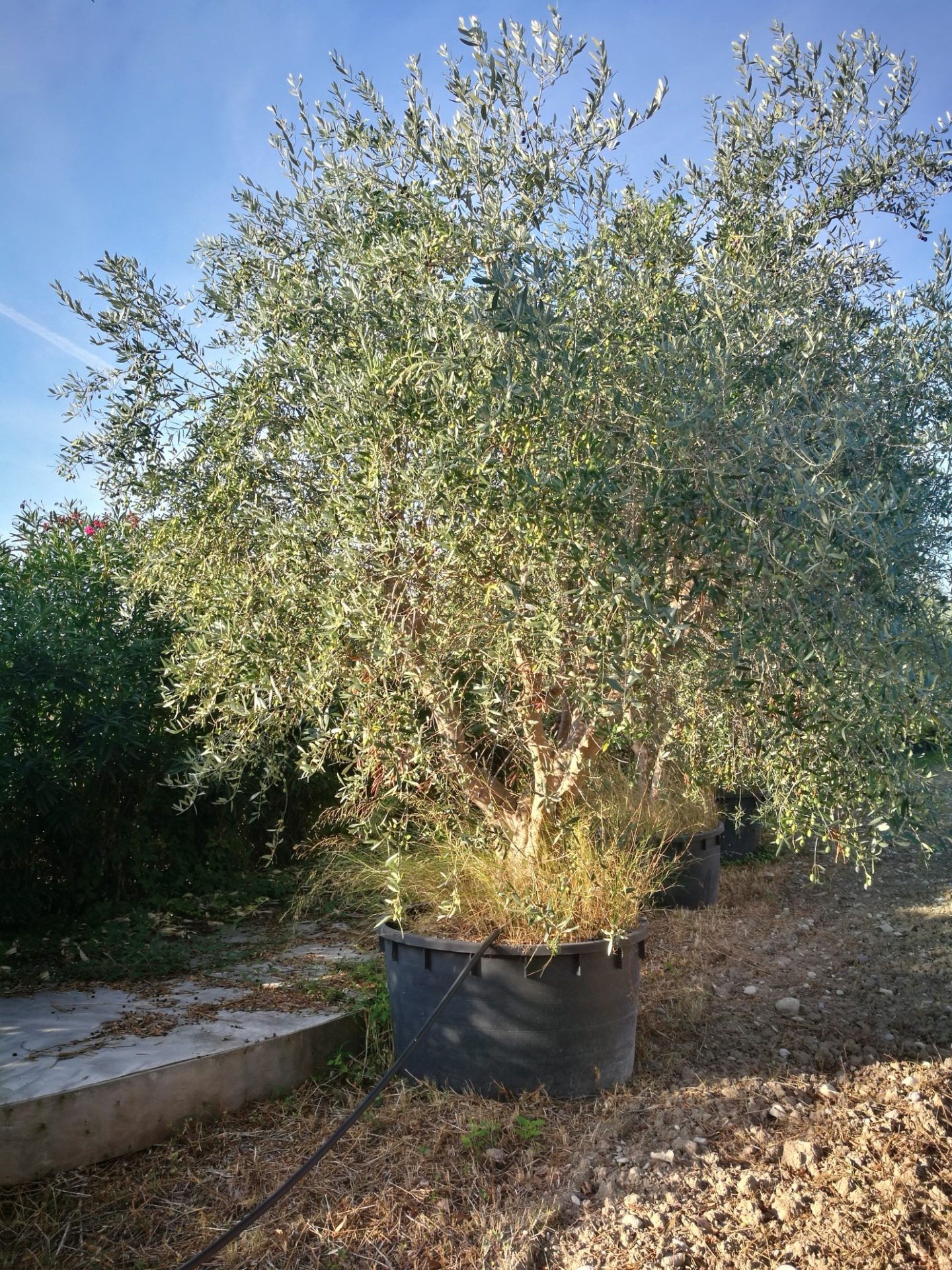 Olivier Cailletier - Olive de Nice - Bo végétal