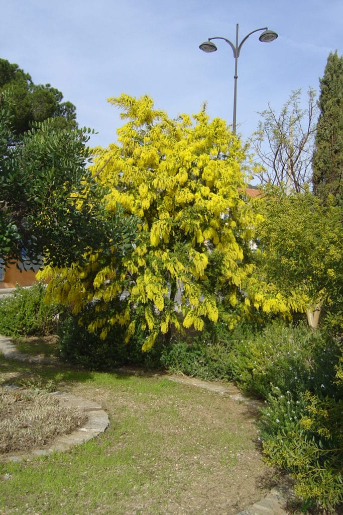 Acacia pubescens - Bo végétal