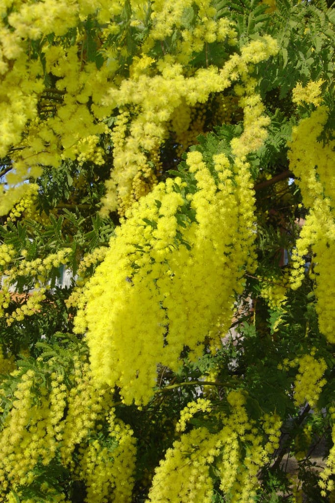 Acacia pubescens - Bo végétal