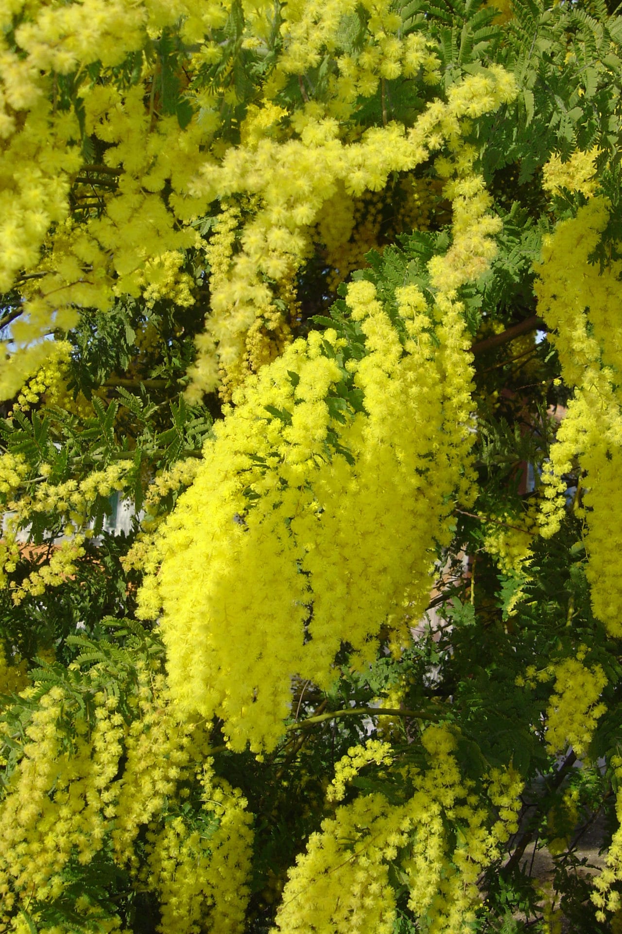 Acacia pubescens - Bo végétal