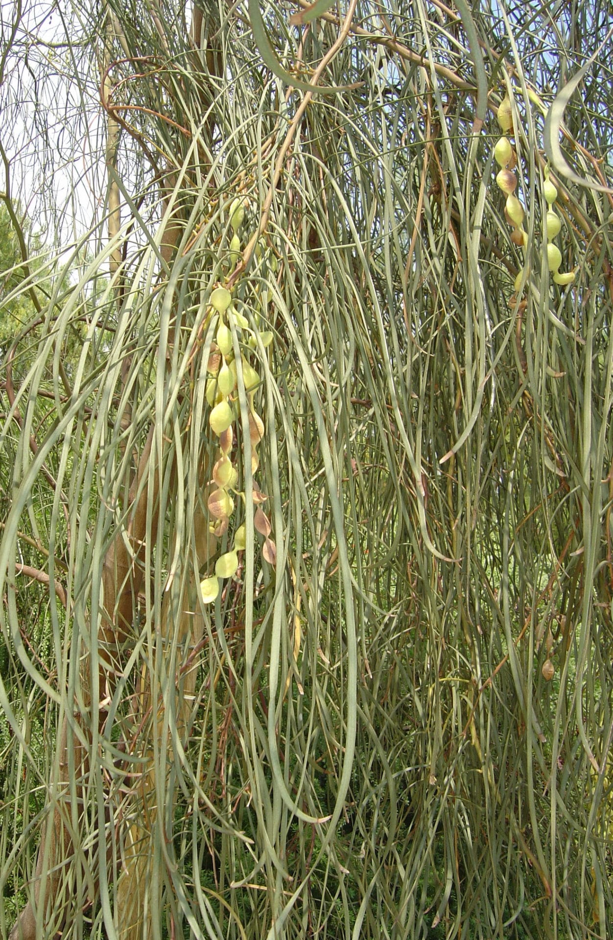 Mimosa - River cooba - Bo végétal