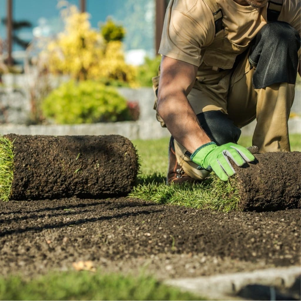 Le gazon de terrain sec : Une solution durable pour un jardin verdoyant ...