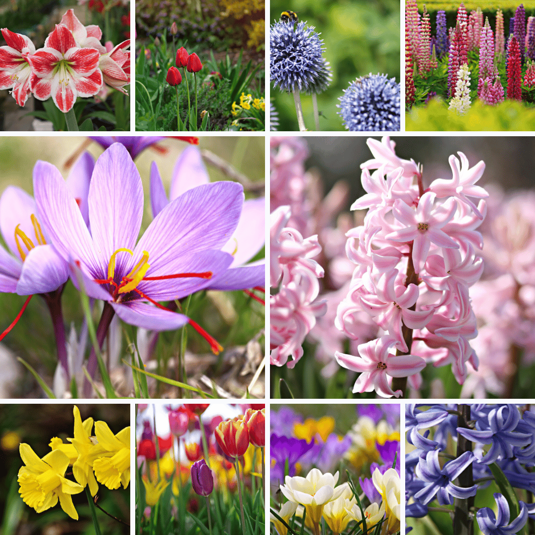 Bulbes d'automne - Bo végétal