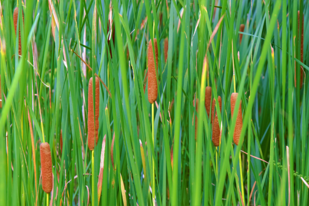 Laîche - Bo végétal