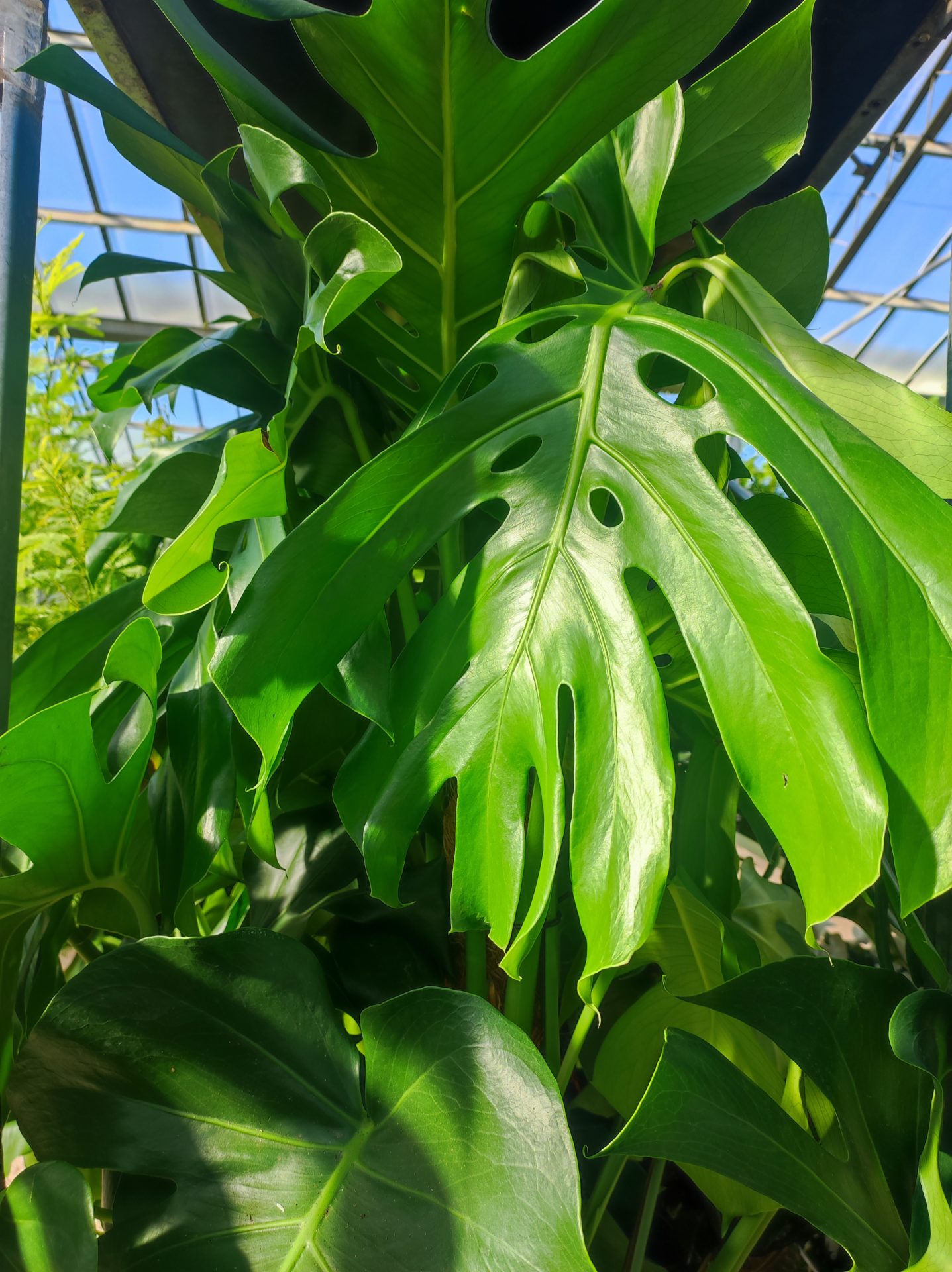 Monstera faux philodendron : 7 conseils essentiels pour bien l’entretenir
