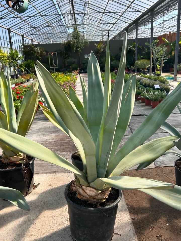Agave de Weber - Bo végétal