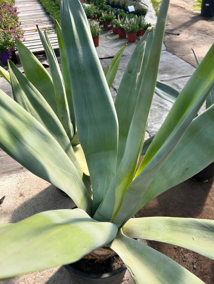 Agave de Weber - Bo végétal