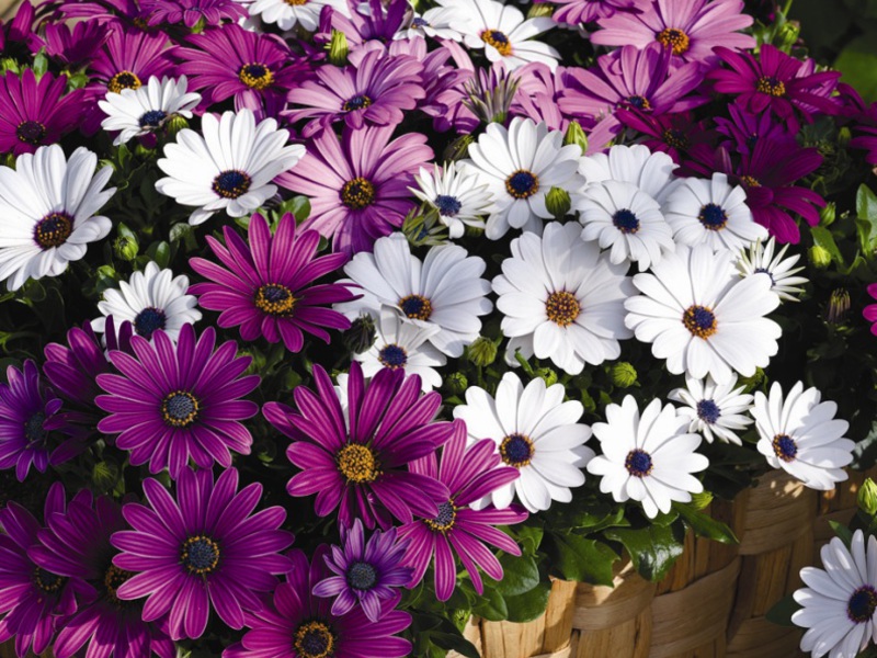 Dimorphoteca : marguerite du Cap résistante et florifère